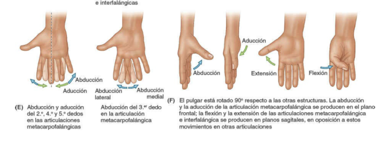 Términos anatómicos, posición anatómica, planos y secciones - Ondas y ...