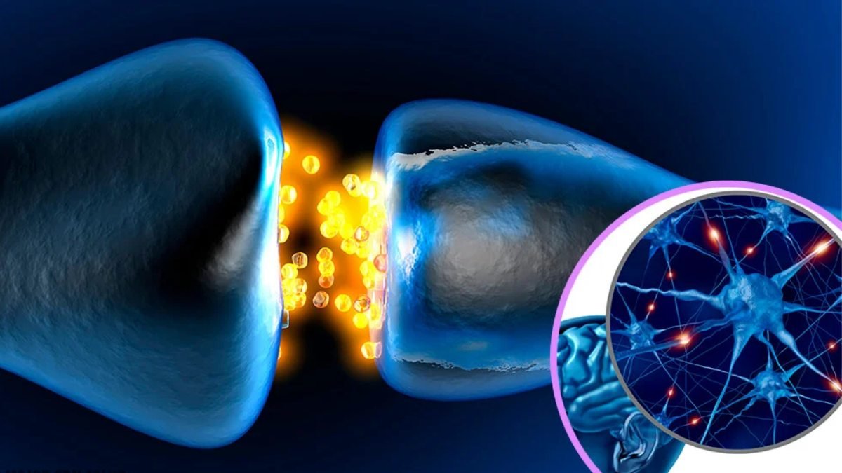 Potenciales de acción, comunicación entre neuronas - Ondas y Partículas