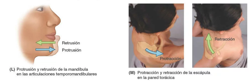 Términos anatómicos, posición anatómica, planos y secciones - Ondas y ...